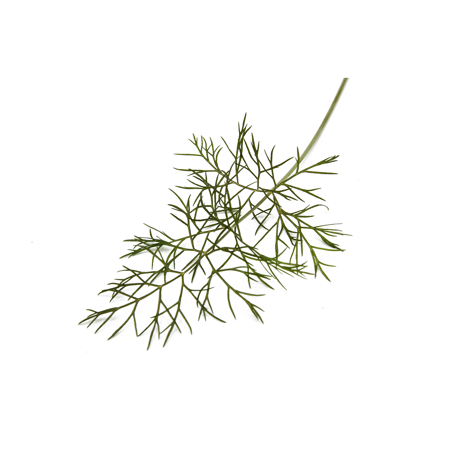 Bronze Fennel Herb Pack – Nosh Produce