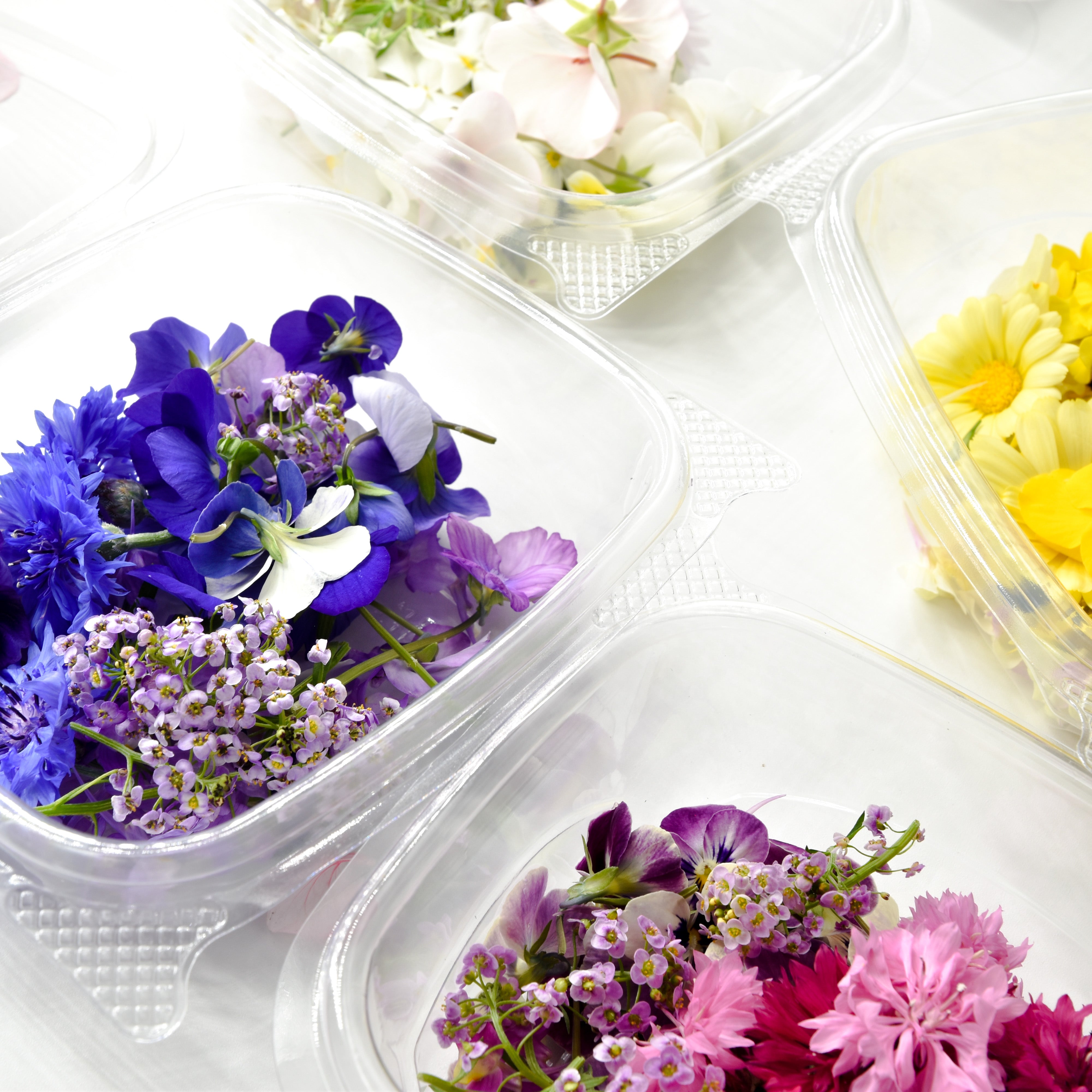 [POPULAR] Colour Collection - Edible Flowers Mix Bloom Box – Nosh Produce