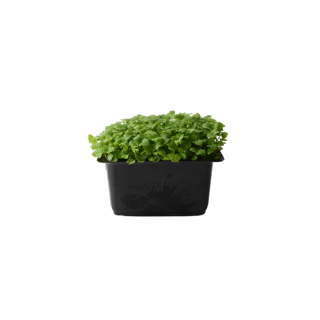 Nosh Produce | Fresh, Locally Grown Edible Flowers & Microgreens
