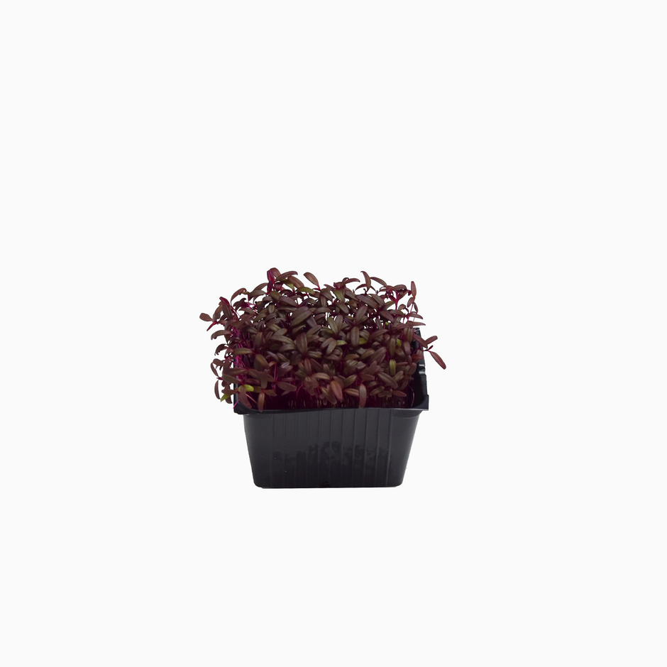 Microgreens - Nosh Produce | Edible Flowers, Microgreens & Specialty Herbs