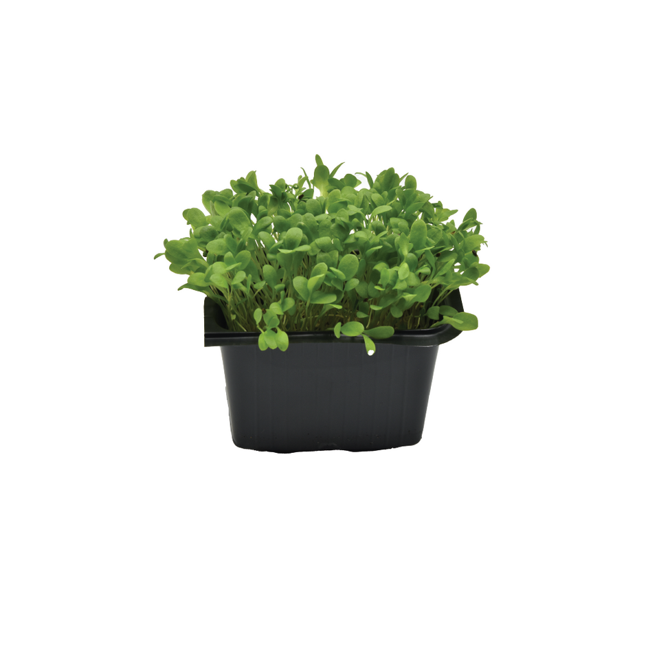 Shop All Things Fresh – Nosh Produce