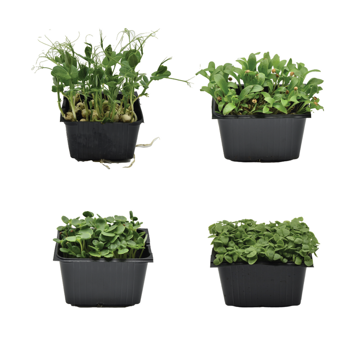 Nosh Produce | Fresh, Locally Grown Edible Flowers & Micro Greens