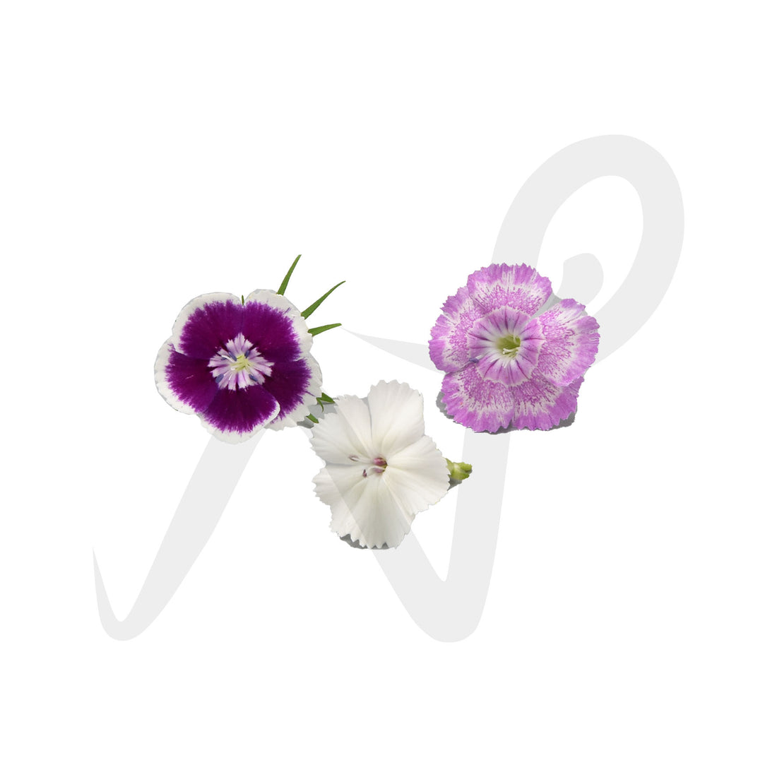 Mini Dianthus Bloom Box - Nosh Produce | Edible Flowers, Microgreens ...