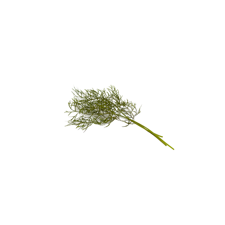 Micro Bronze Fennel Cress – Nosh Produce