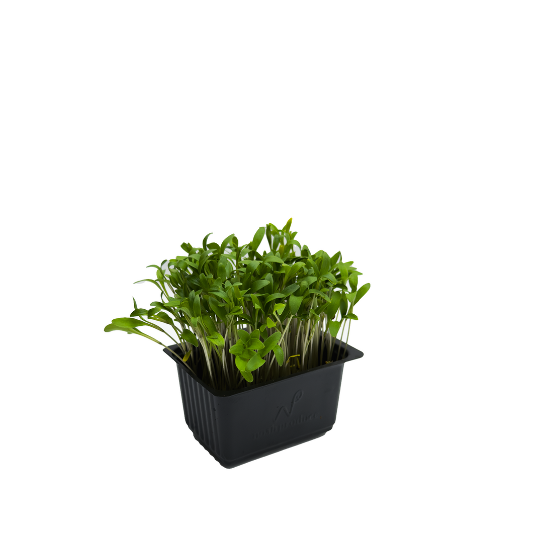 Microgreens - Nosh Produce | Micro Greens, Edible Flowers & Specialty Herbs