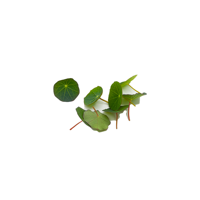Nasturtium Herb Pack - Nosh Produce | Edible Flowers, Microgreens ...