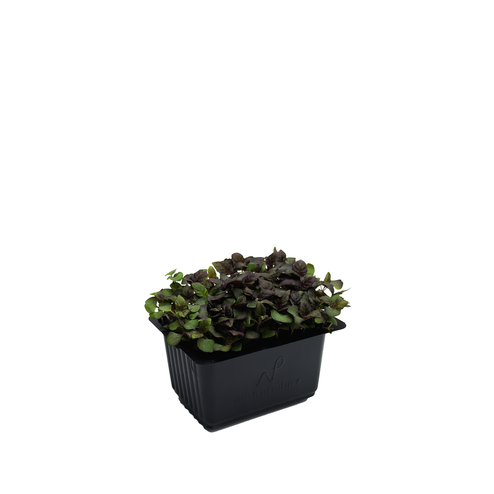 Microgreen Red Shiso Premium - Nosh Produce | Edible Flowers ...