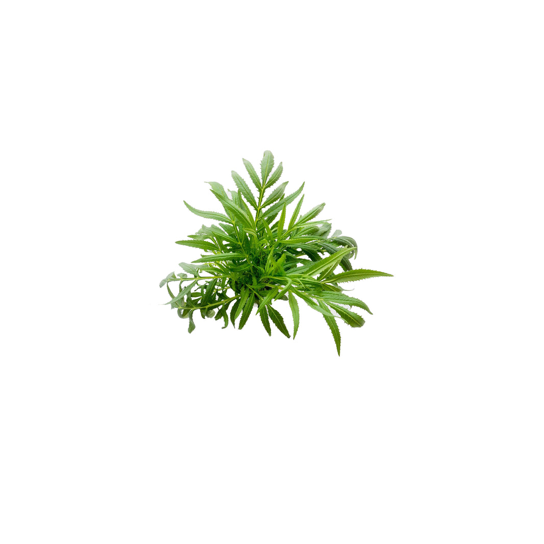 Shop All Things Fresh – Nosh Produce